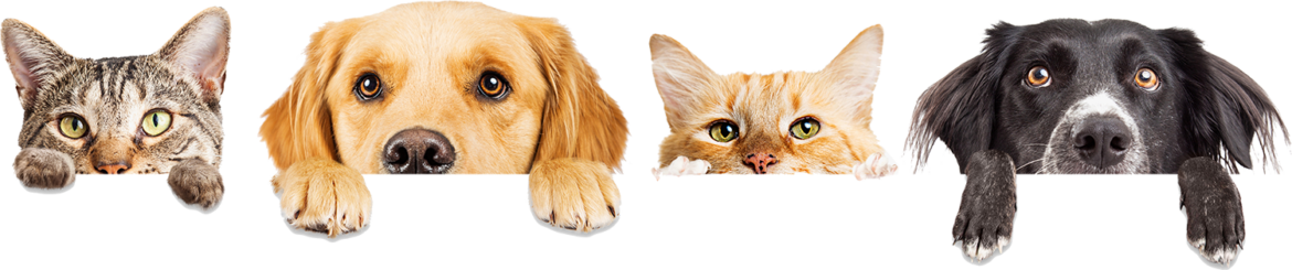 Albino Cats Are Not Just White Cats! Here's How To Tell Them Apart ...