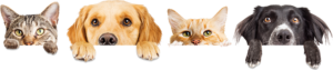 What Is The International Cat Association (TICA)? Here's What You ...