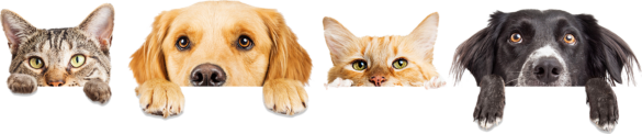 What Is The International Cat Association (TICA)? Here's What You ...