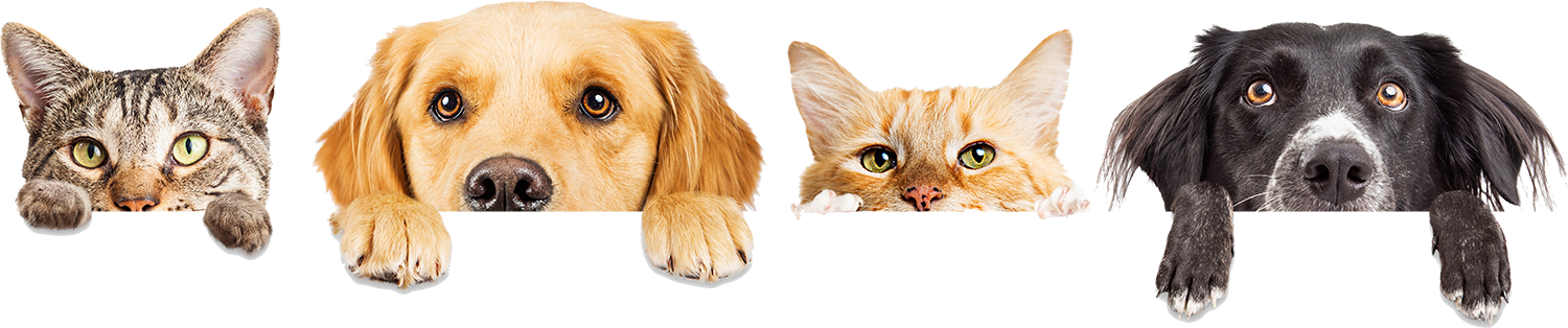 Laxatone For Cats: Uses, Dosage, & Side Effects - petflair.co