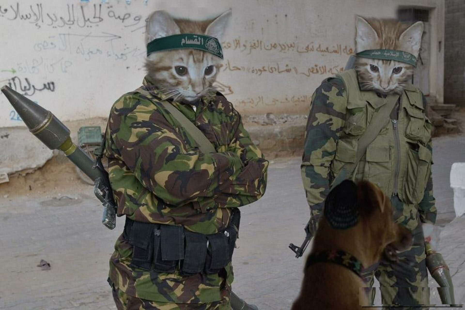 8 Brave Cats Who Served The Armed Forces! - petflair.co