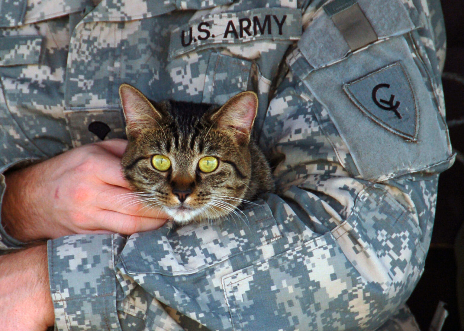 8 Brave Cats Who Served The Armed Forces! - petflair.co