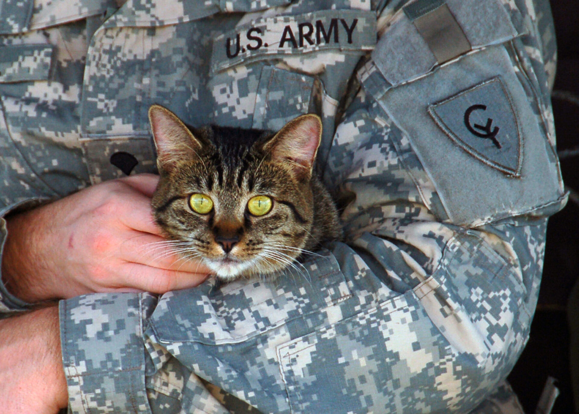 8 Brave Cats Who Served The Armed Forces! - petflair.co