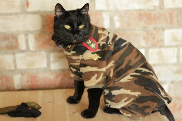 8 Brave Cats Who Served The Armed Forces! - petflair.co