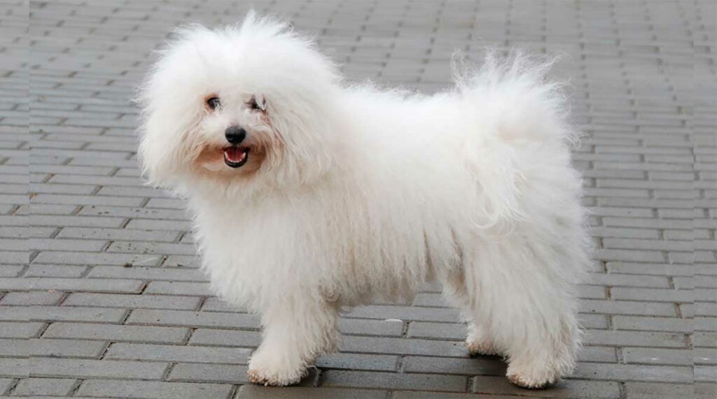 Bolognese Dog Breed Information & Characteristics! - petflair.co