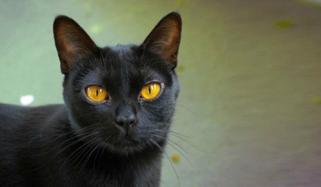 Bombay Cat Breed Information & Characteristics! - petflair.co