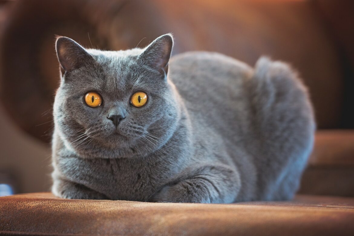 British Shorthair Cat Breed Information & Characteristics! - petflair.co