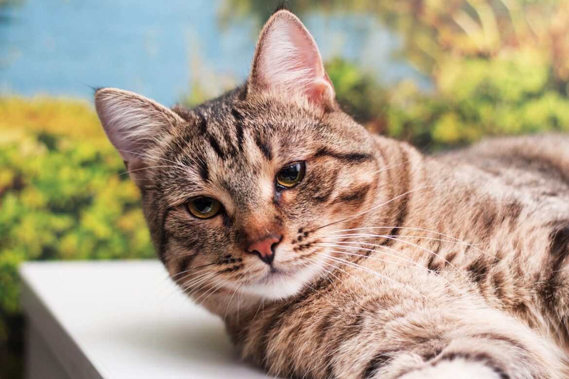 California Spangled Mixed Cat Breed Information & Characteristics ...