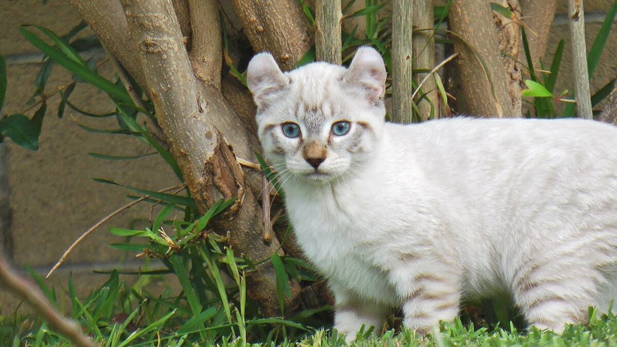 California Spangled Mixed Cat Breed Information & Characteristics ...