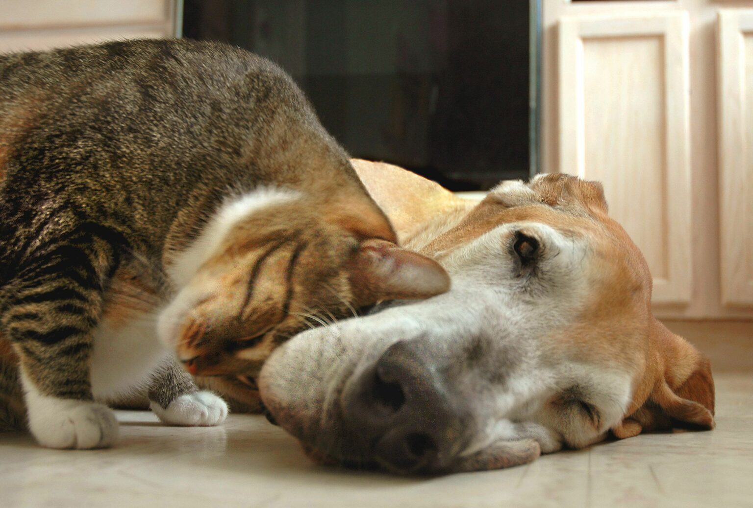 Cat Body Language: What Do Tail Twitching & Chin Rubbing Mean ...