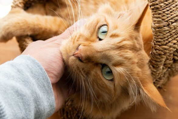 Cat Body Language: What Do Tail Twitching & Chin Rubbing Mean ...