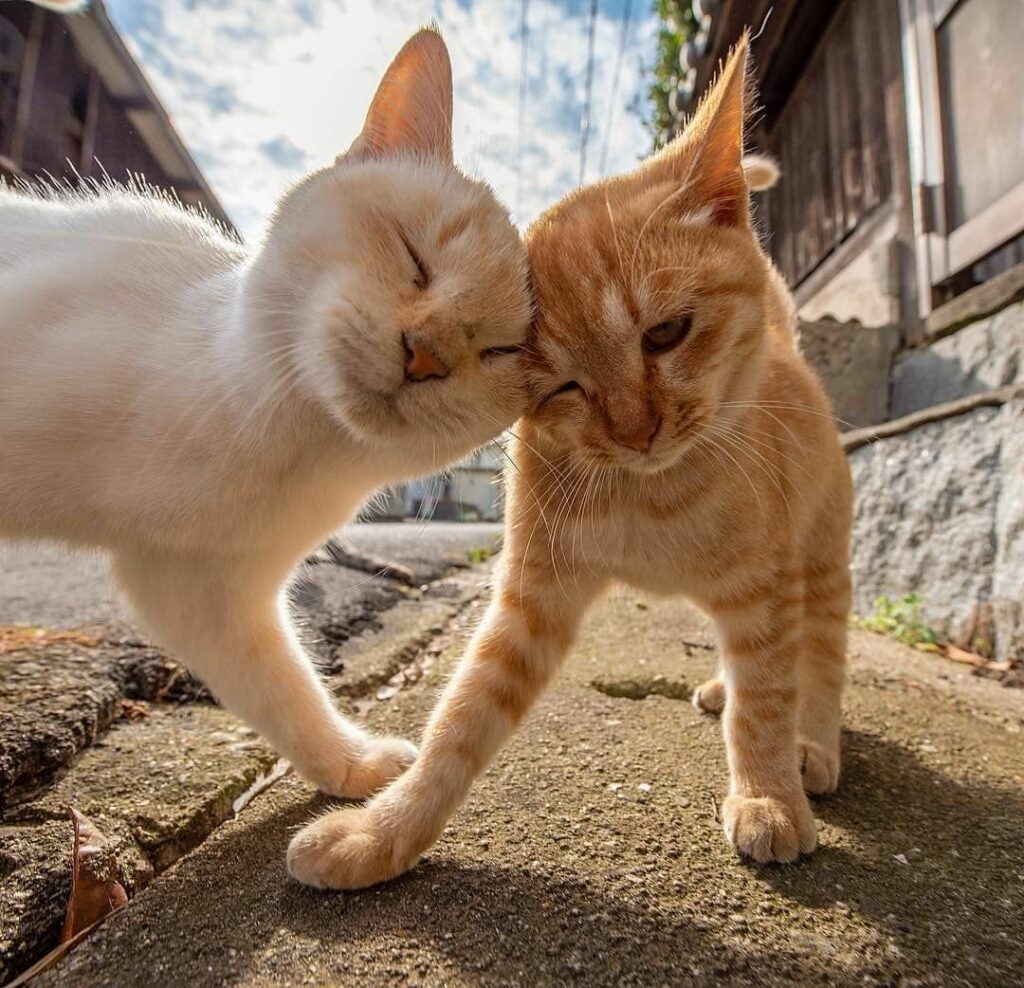 Cat Body Language: What Do Tail Twitching & Chin Rubbing Mean ...