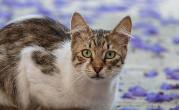 Cyprus Cat Breed Information & Characteristics! - petflair.co