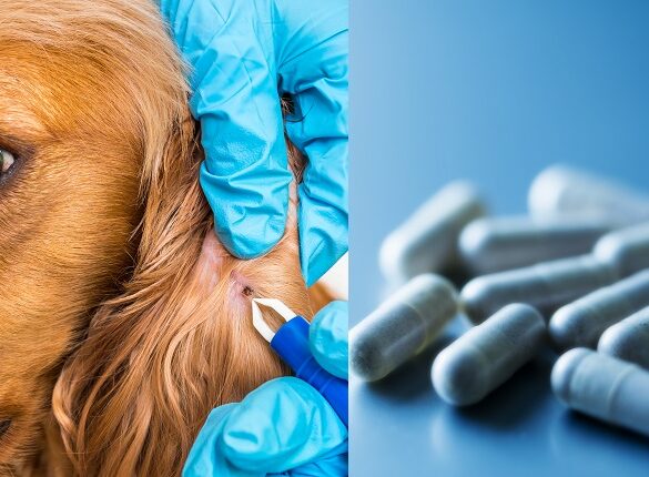 Miralax For Dogs: Uses, Dosage, & Side Effects - petflair.co