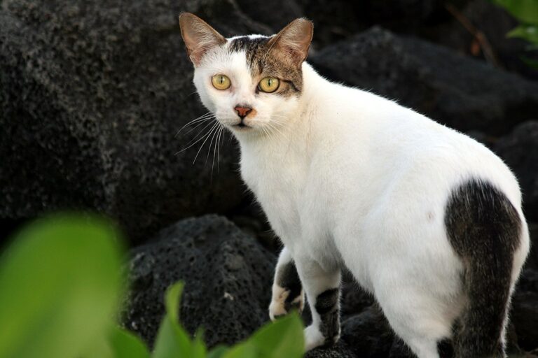 Semi-Feral Cats With Rare Moscow Mutation! - petflair.co