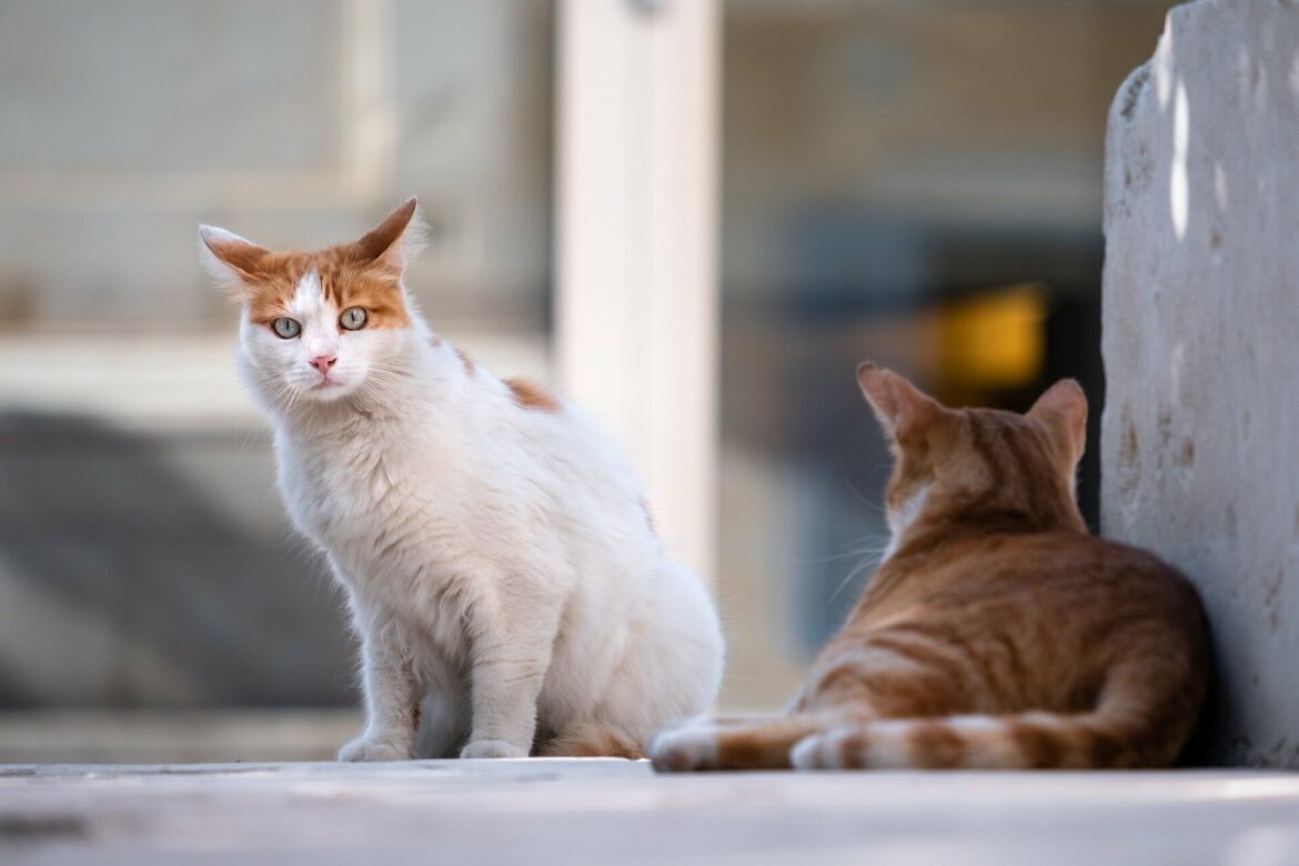 Semi-Feral Cats With Rare Moscow Mutation! - petflair.co
