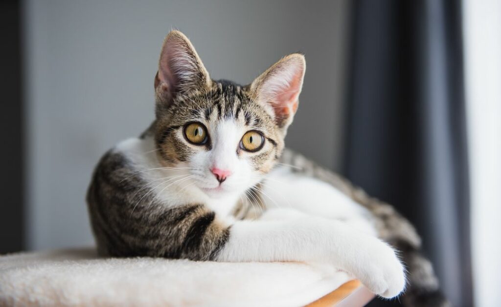 Think Your Cat Is Ignoring You? You May Be Wrong! - petflair.co