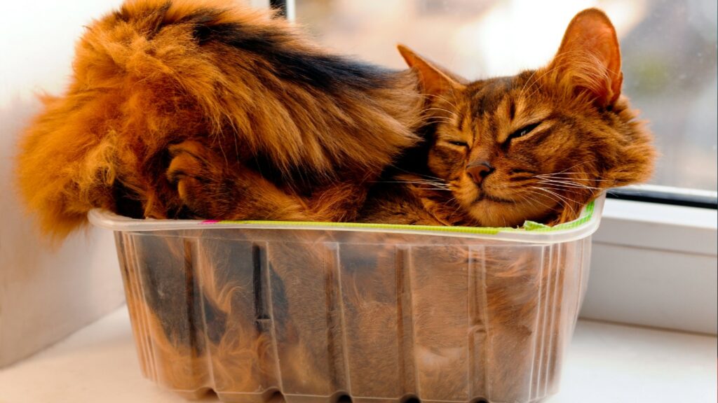How Are Cats Liquid? [WITH PICTURES] - petflair.co