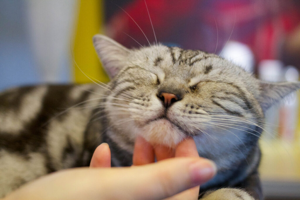 Why Do Cats Purr? What Are They Saying? - petflair.co