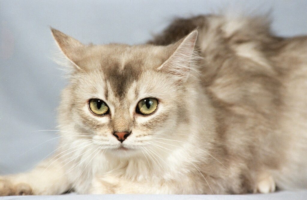 Chantilly-Tiffany Cat Breed Information & Characteristics! - petflair.co