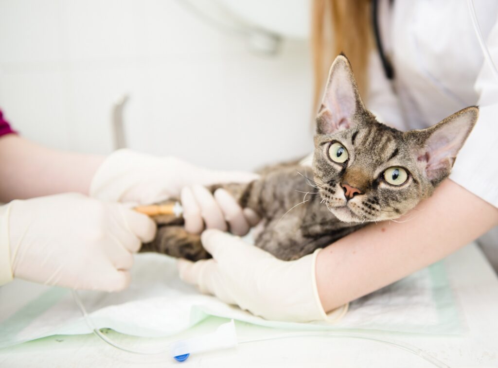 Colonic Or Rectal Inflammation In Cats: Symptoms, Causes, & Treatments ...