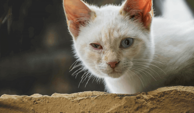 Colonic Ulcer In Cats: Symptoms, Causes, & Treatments! - petflair.co