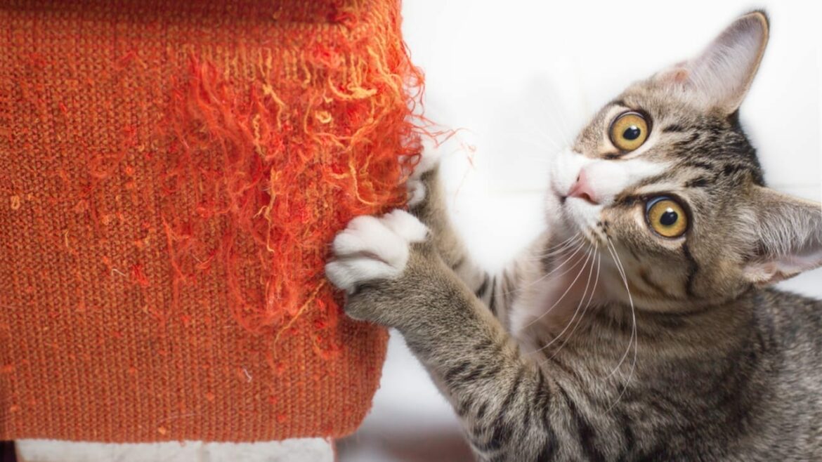 Destructive Behavior In Cats: Symptoms, Causes, & Treatments! - petflair.co