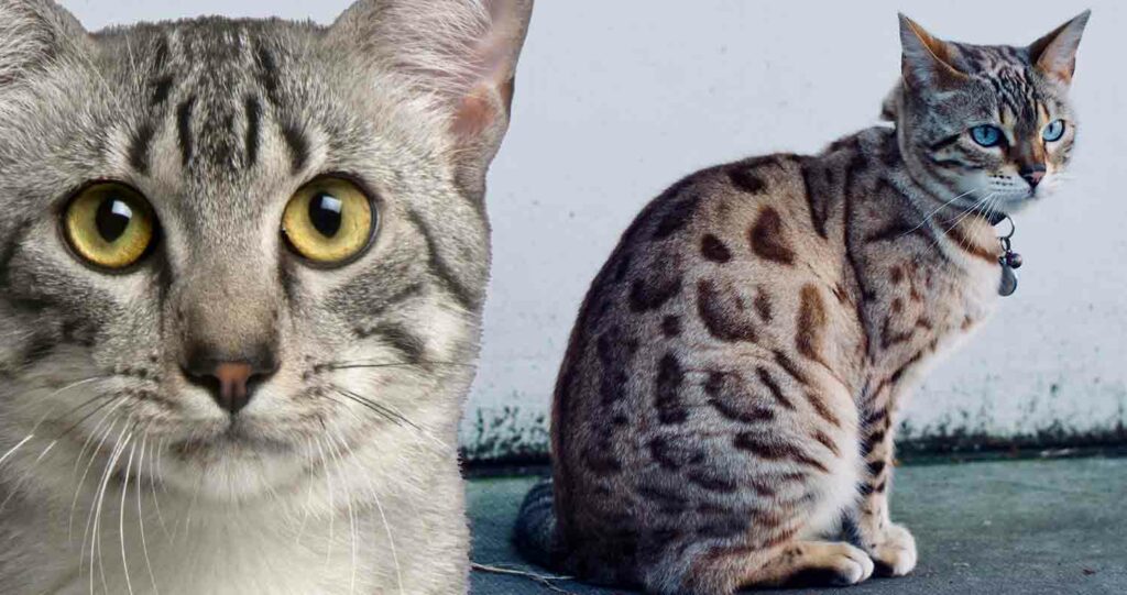 Egyptian Mau Cat Breed Information & Characteristics! - petflair.co