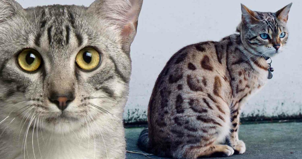 Egyptian Mau Cat Breed Information & Characteristics! - petflair.co