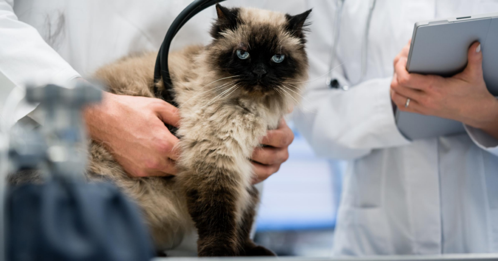 Encephalitis (Brain Inflammation) In Cats: Symptoms, Causes ...
