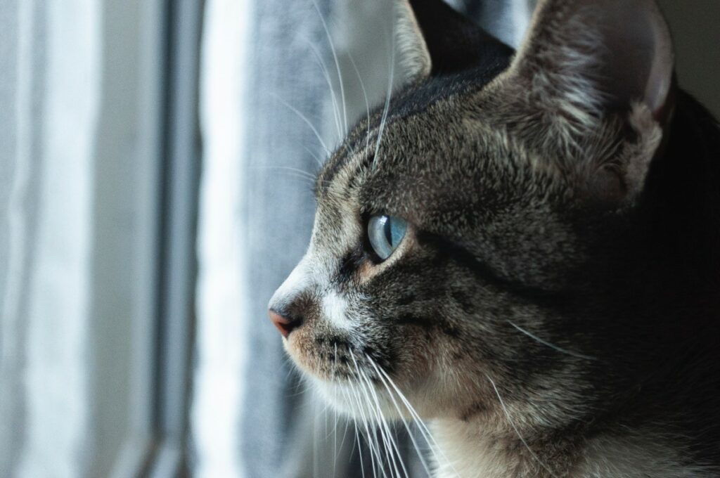 Encephalitis (Brain Inflammation) In Cats: Symptoms, Causes ...