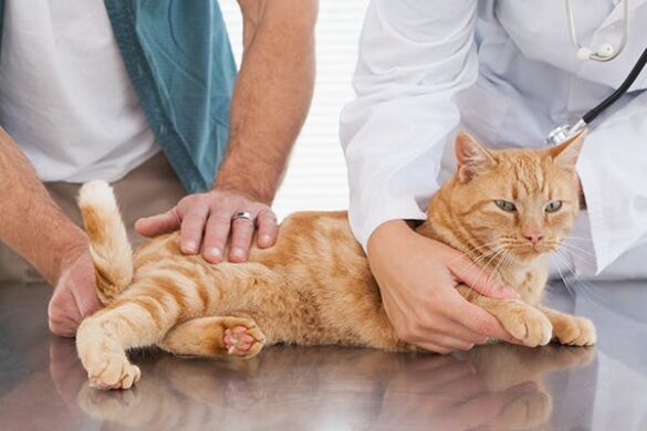 Idiopathic Epilepsy In Cats: Symptoms, Causes, & Treatments! - petflair.co