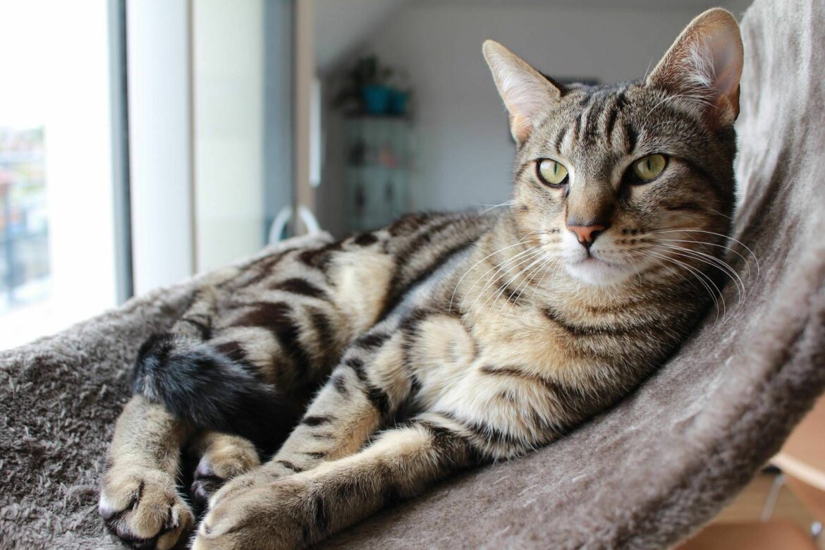 European Shorthair Cat Breed Information & Characteristics! - petflair.co