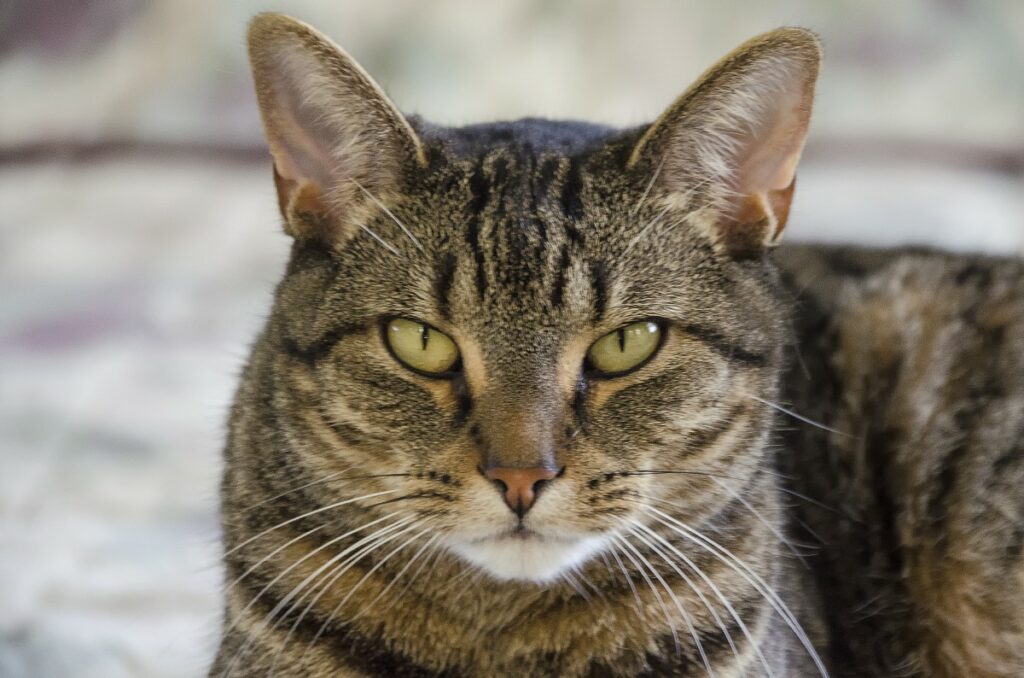 European Shorthair Cat Breed Information & Characteristics! - petflair.co