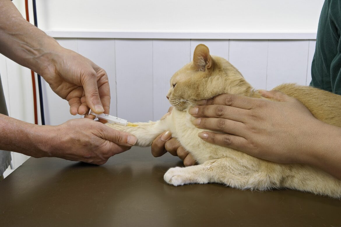Excess Alkali In The Blood In Cats: Symptoms, Causes, & Treatments ...