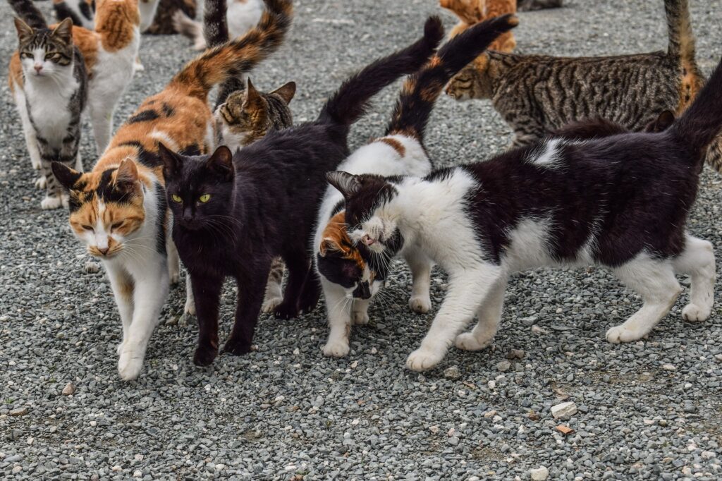 What Are Feral Cats And Feral Cat Colonies? - petflair.co