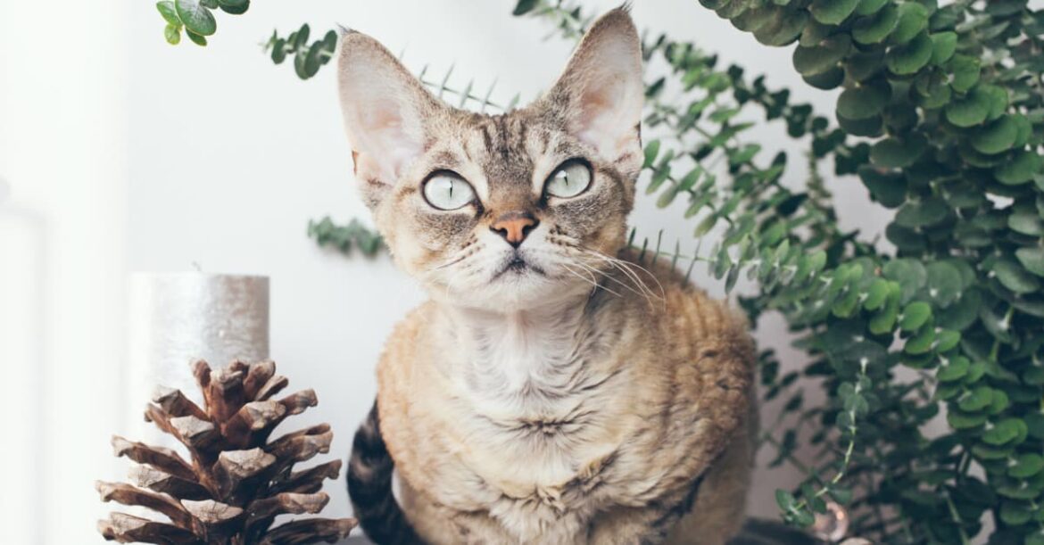 German Rex Cat Breed Information & Characteristics! - petflair.co