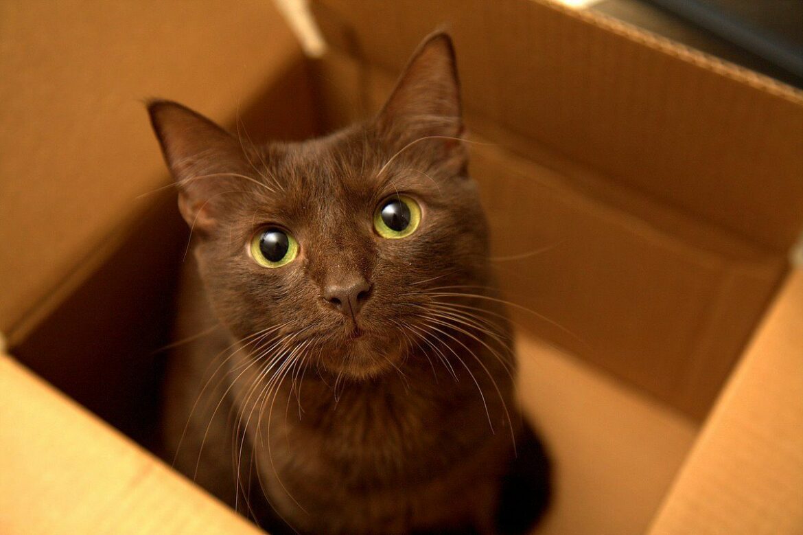 Havana Brown Cat Breed Information & Characteristics! - petflair.co