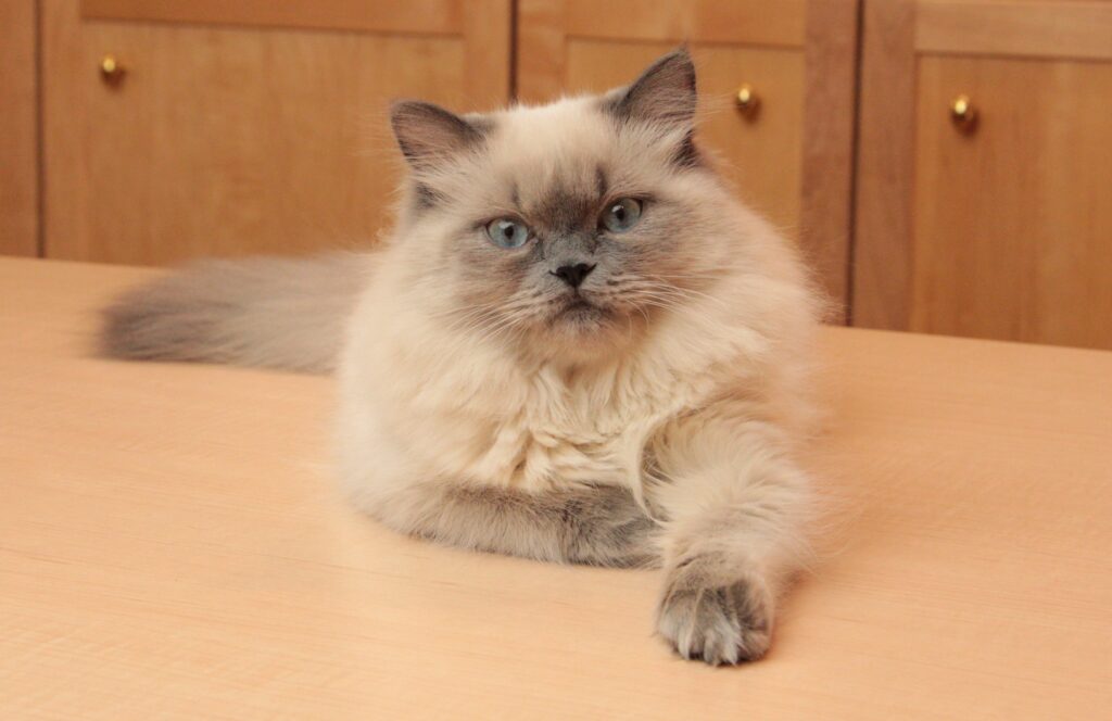Himalayan Cat Breed Information & Characteristics! - petflair.co
