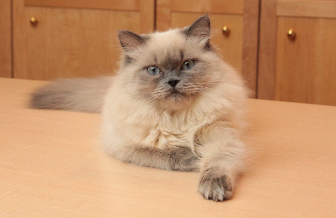 Himalayan Cat Breed Information & Characteristics! - petflair.co