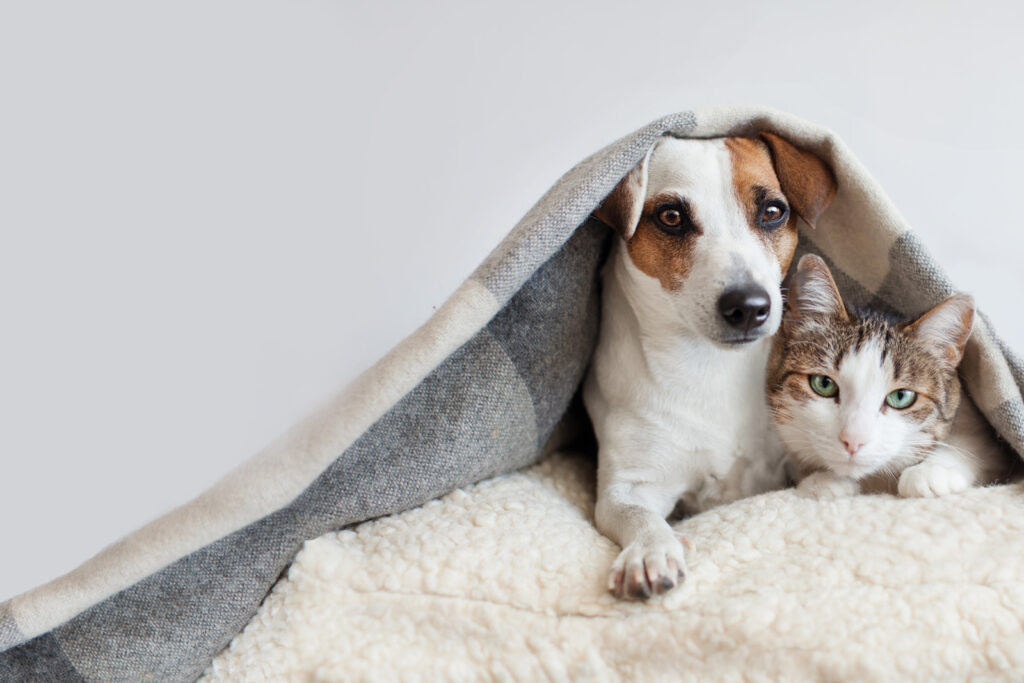 Spay/Neuter Awareness Month: The History Of Spaying & Neutering Pets ...