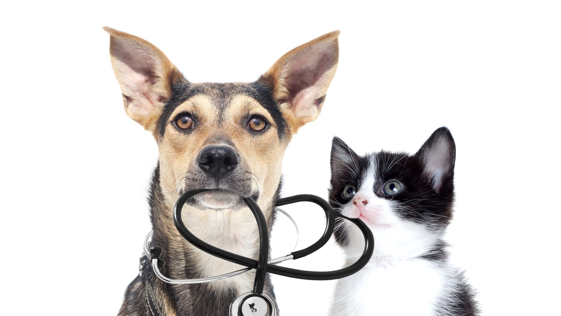 Spay/Neuter Awareness Month: The History Of Spaying & Neutering Pets ...
