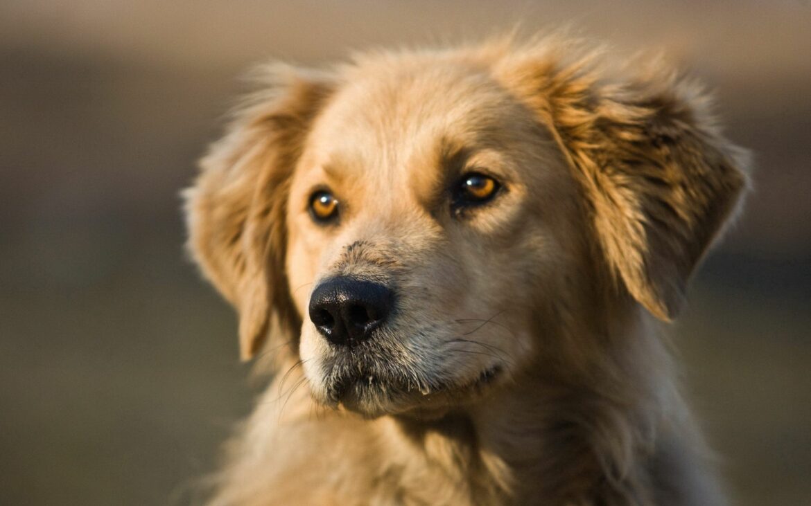 Jackabee Dog Breed Information & Characteristics! - petflair.co