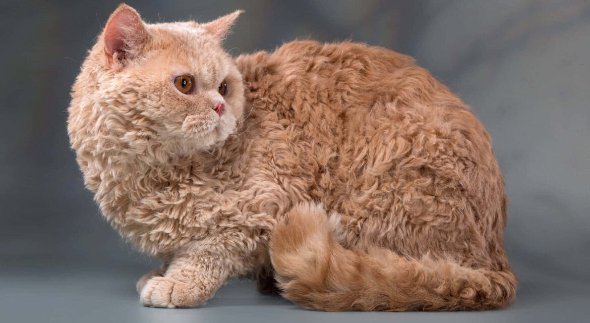 LaPerm Cat Breed Information & Characteristics! - petflair.co