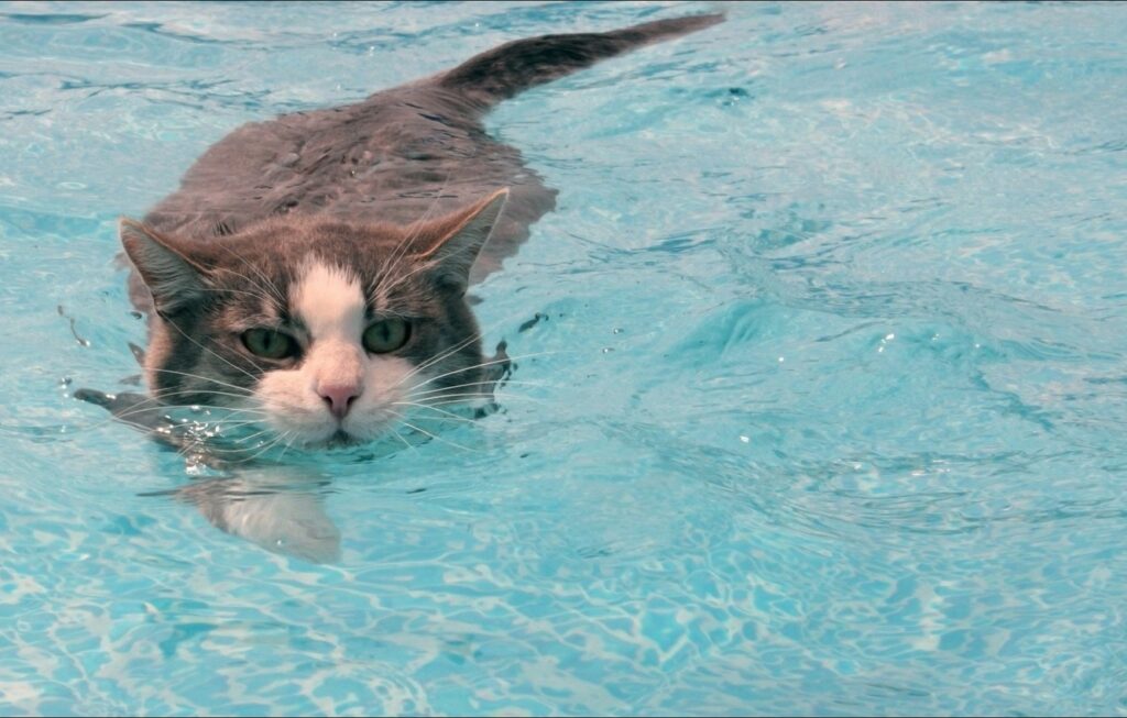 Top 10 Cat Breeds That Love Water! - petflair.co