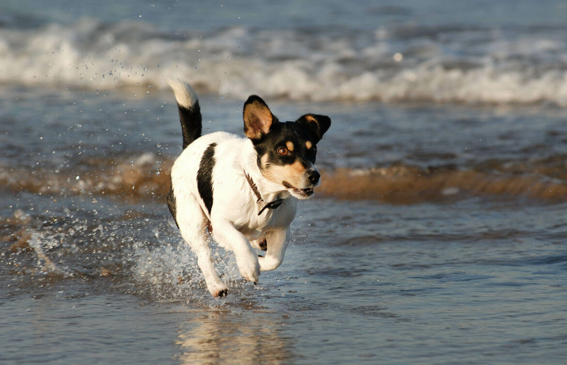 Mountain Feist Dog Breed Information & Characteristics! - petflair.co