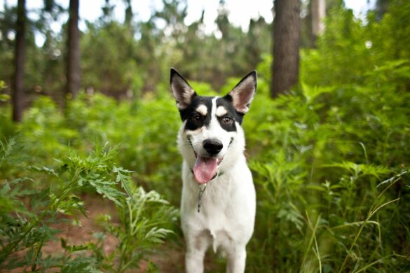 Mountain Feist Dog Breed Information & Characteristics! - petflair.co