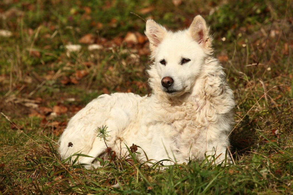 Mudi Dog Breed Information & Characteristics! - petflair.co