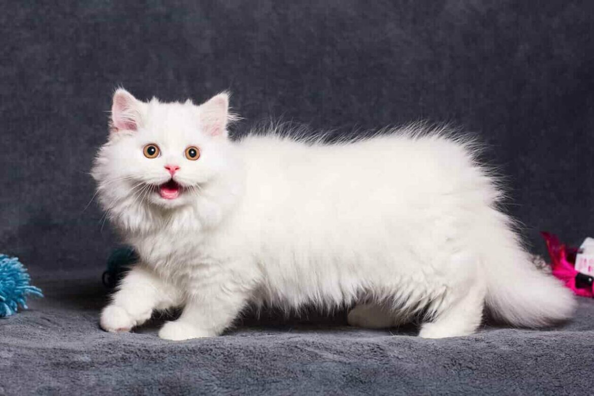 Napoleon Cat Breed Information & Characteristics - petflair.co