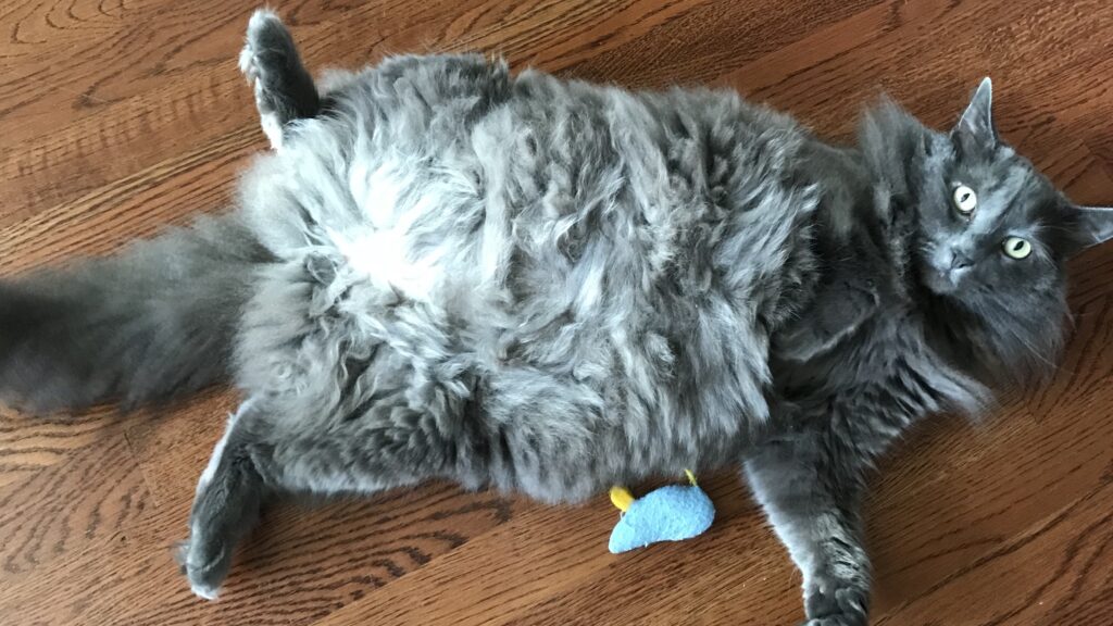 Nebelung Cat Breed Information & Characteristics! - petflair.co